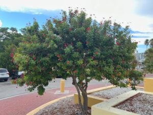 Bring Tropical Color to Your Garden This Spring: How to Grow and Care ...