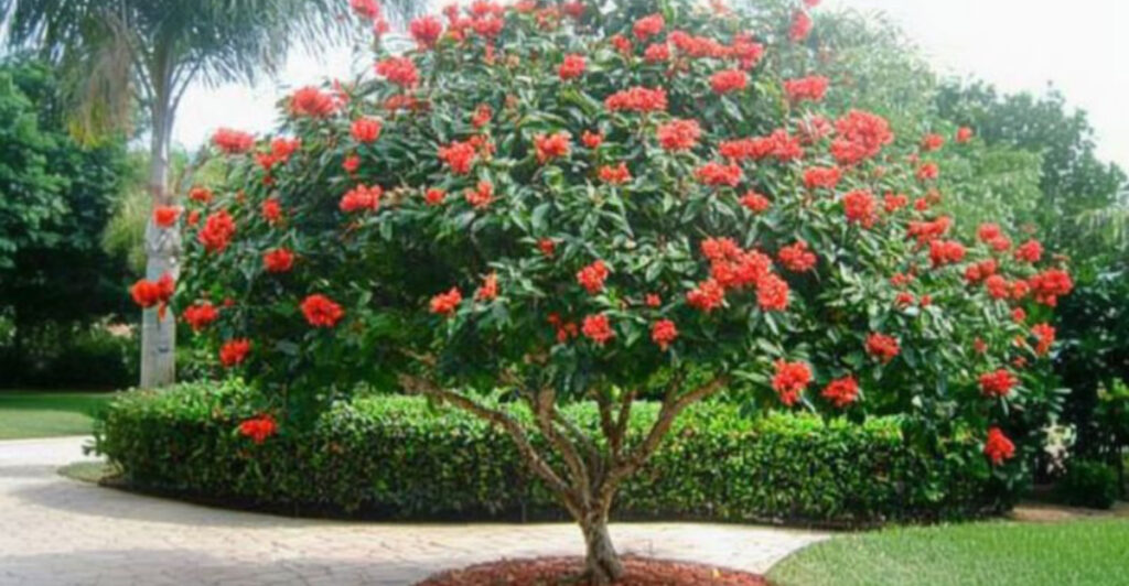 Bring Tropical Color to Your Garden This Spring: How to Grow and Care ...