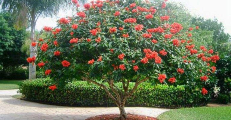 Bring Tropical Color to Your Garden This Spring: How to Grow and Care ...
