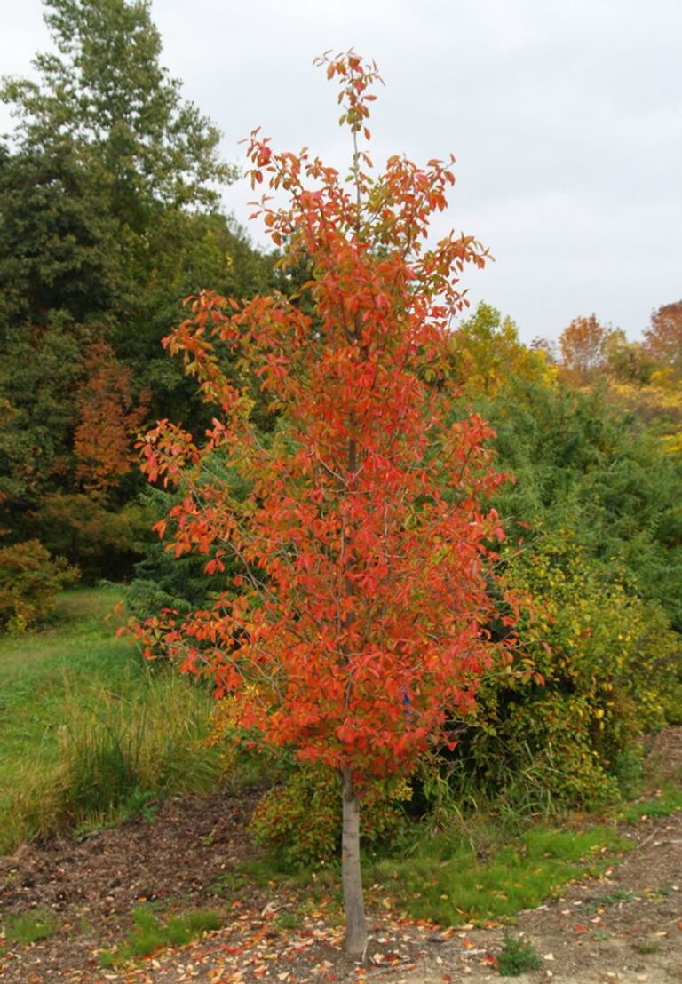 13 Best Fire-Resistant Trees for a Defensible Landscape - Complete ...
