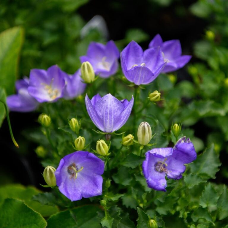 34 Bold Blue Perennials That Will Never Leave Your Yard Once Planted ...