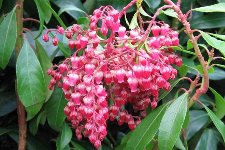 15 Gorgeous Flowering Shrubs That Thrive In The Shade - Complete Gardening