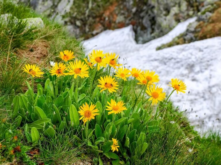 20 Alpine Flowers That Create A Mountain Garden Vibe - Complete Gardening
