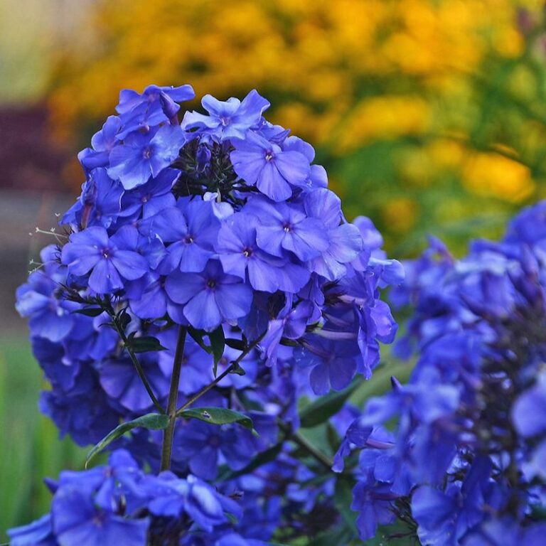 34 Bold Blue Perennials That Will Never Leave Your Yard Once Planted ...