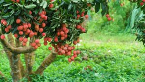 Can You Really Grow Lychee at Home? Here’s the Truth! - Complete Gardening