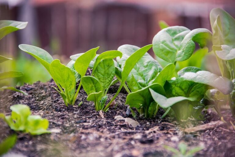 17 Vegetables That Can Handle Cold Weather - Complete Gardening