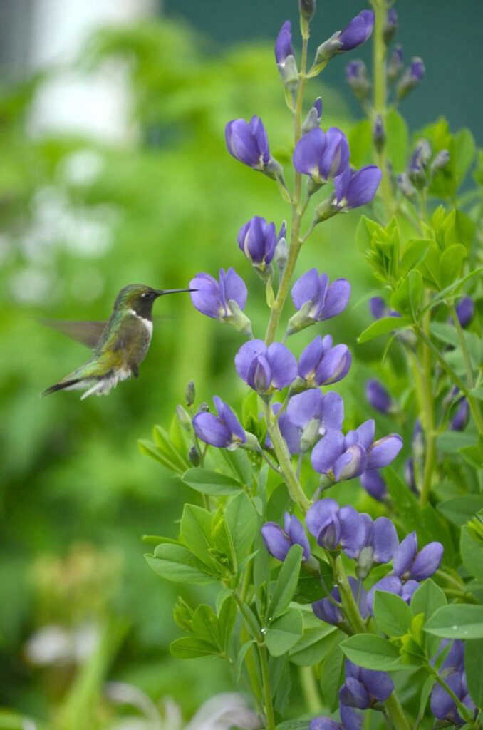 34 Bold Blue Perennials That Will Never Leave Your Yard Once Planted ...