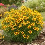 15 Perennials That Come Back Stronger Every Year (And 5 Invasive Ones ...