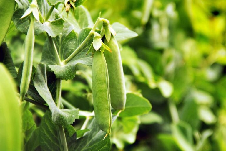 12 Crops That Thrive in Shade (Yes, Really!) - Complete Gardening