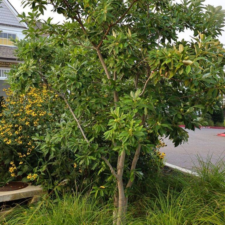 Trees That Won’t Crack Your Driveway - Complete Gardening