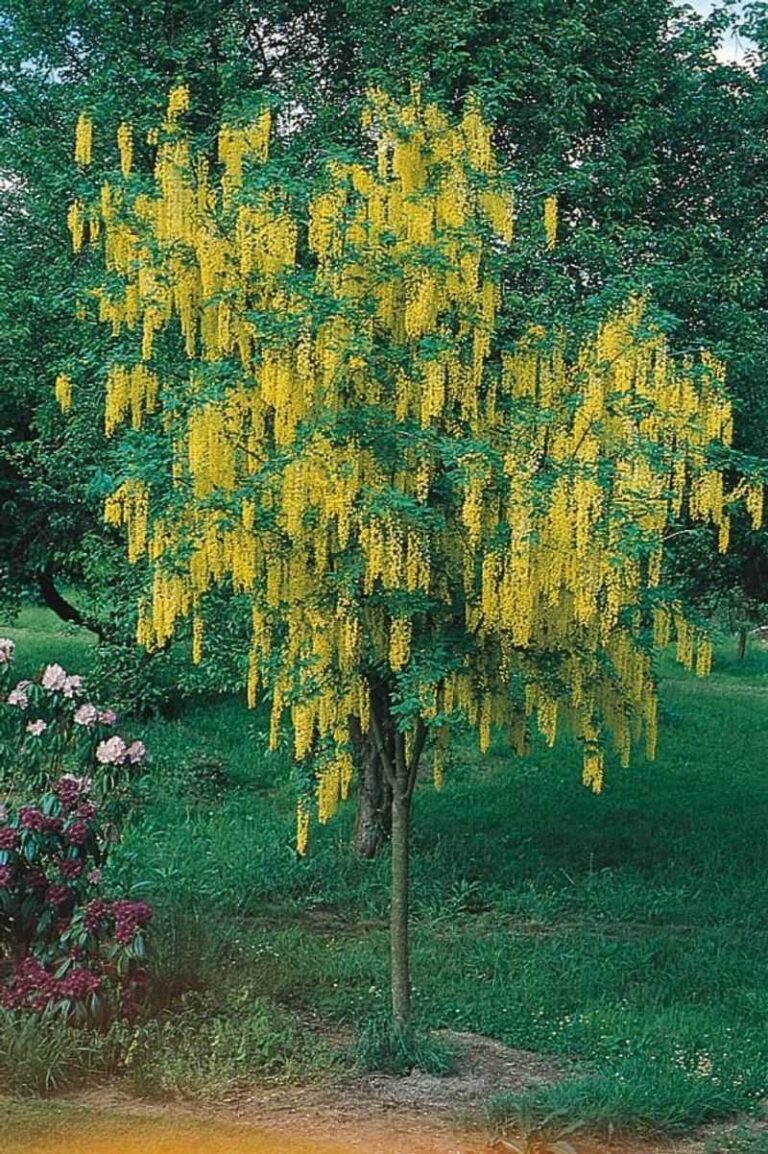 35 Small Trees To Show Off In Your Front Yard - Complete Gardening