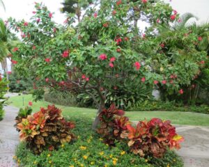 Bring Tropical Color to Your Garden This Spring: How to Grow and Care ...