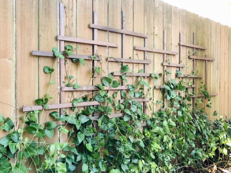 How to Train Vines to Climb Walls or Fences - Complete Gardening