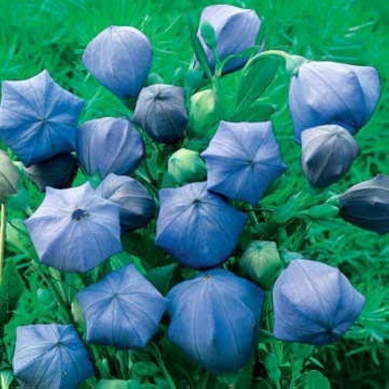 34 Bold Blue Perennials That Will Never Leave Your Yard Once Planted ...
