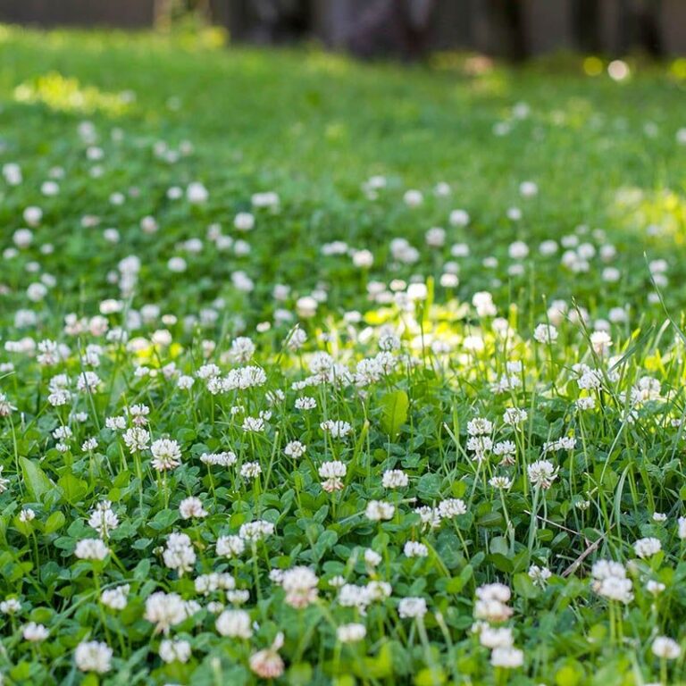 15 Things to Know About White Clover – From Lawn Cover to Natural ...