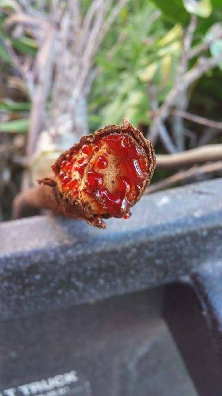 Plants That "Bleed" When Cut—And What It Means - Complete Gardening