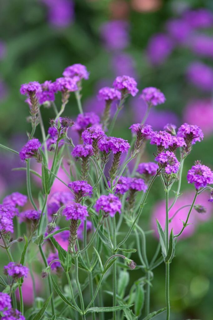 25 Front Yard Flower Ideas That Wow—Even With Little Water! - Complete ...
