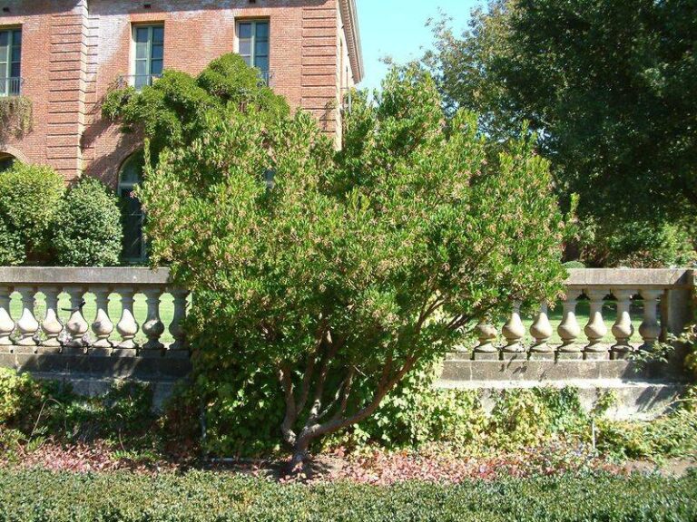 13 Best Fire-Resistant Trees for a Defensible Landscape - Complete ...