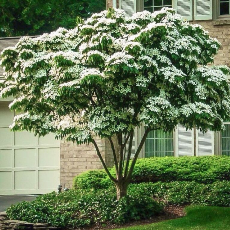 Trees That Won’t Crack Your Driveway - Complete Gardening