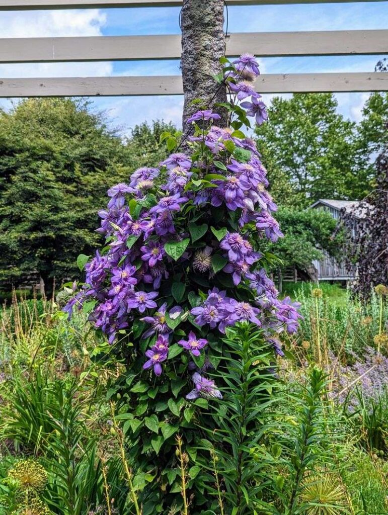 Create a Living Fence with These Gorgeous Climbers - Complete Gardening