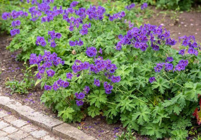 20 Fast-Spreading Perennials That Won’t Take Over Your Yard - Complete ...