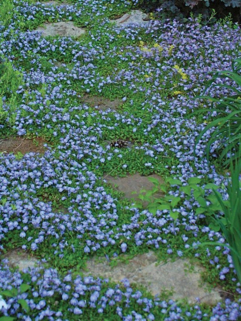27 Easy-To-Grow Ground Cover Plants That Flourish Around Tree Roots ...