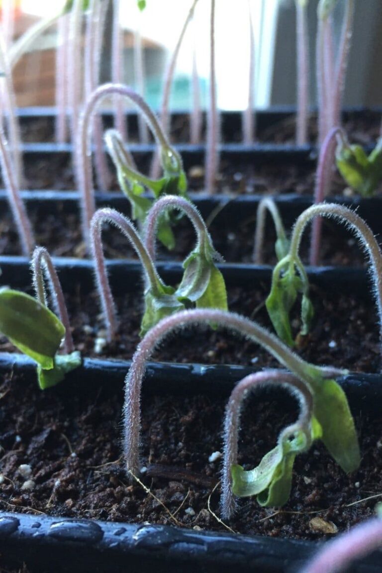 Why Your Seedlings Are Falling Over (And How to Fix It) - Complete ...