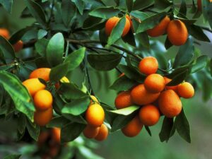 12 Unique Citrus Fruits You’ve Probably Never Tasted - Complete Gardening