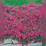 20 Alpine Flowers That Create A Mountain Garden Vibe - Complete Gardening