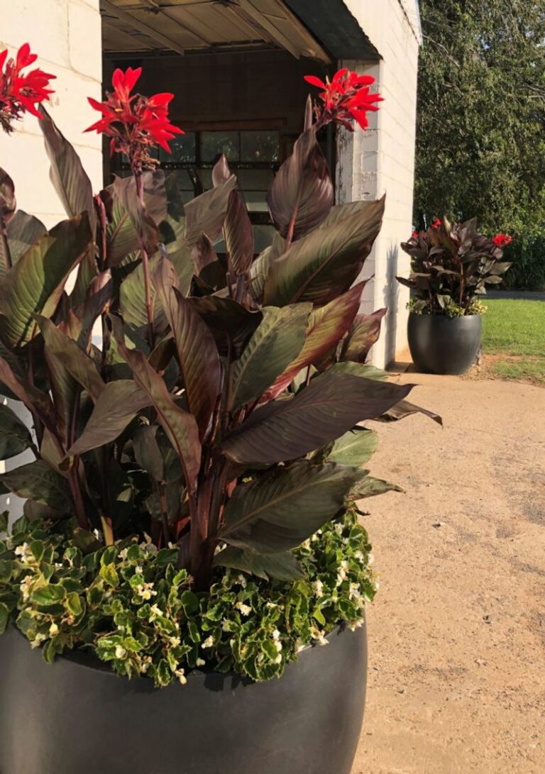 Canna Lily Care Made Easy: 15 Tips for Vibrant, Tropical Flowers ...