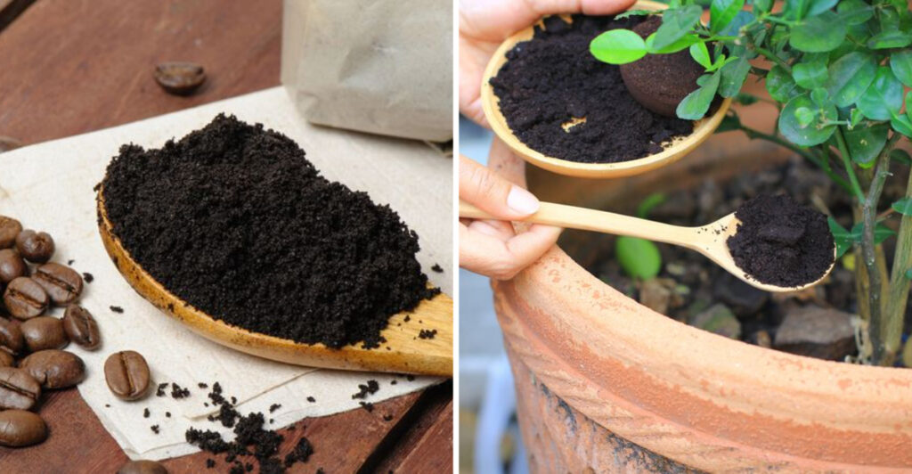 Do Coffee Grounds Really Work? A Scientific Look - Complete Gardening