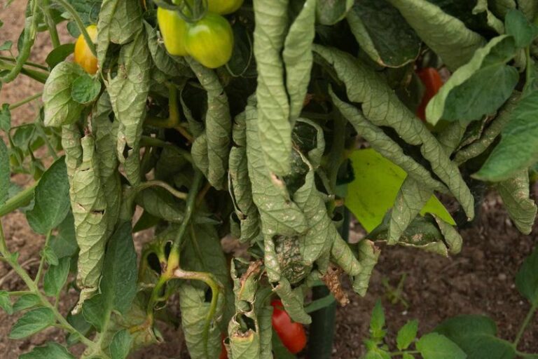 Don’t Let Your Tomatoes Die! 7 Secret Wilting Causes Revealed ...