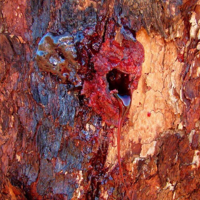 Plants That "Bleed" When Cut—And What It Means - Complete Gardening