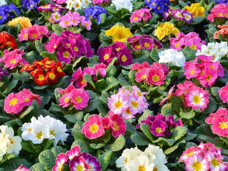 18 Short Perennial Flowers Ideal For Small Gardens - Complete Gardening