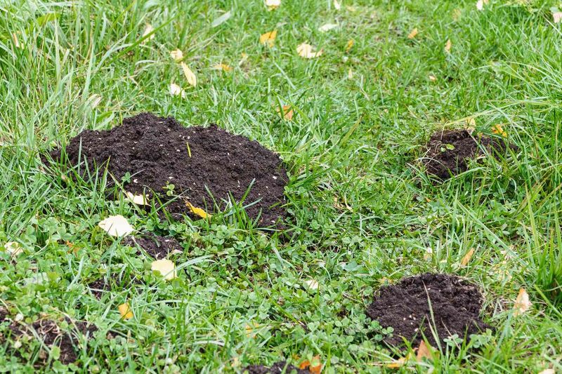16 Reasons Why Backyard Pet Burials Are a Terrible Idea - Complete Gardening