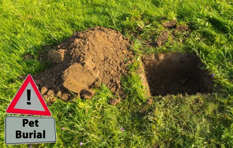 16 Reasons Why Backyard Pet Burials Are a Terrible Idea - Complete Gardening