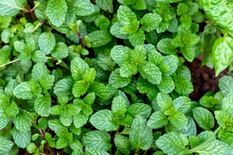 What You Didn’t Know About Mint (And Why It’s Dangerous) - Complete ...