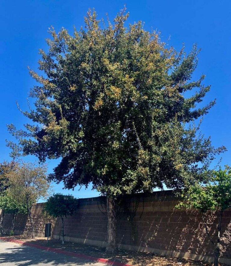 13 Best Fire-Resistant Trees for a Defensible Landscape - Complete ...