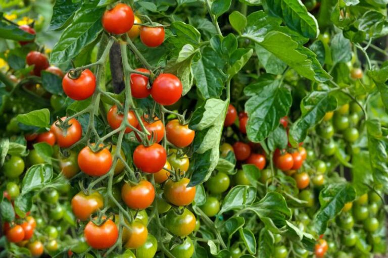 12 Expert Tips on Choosing the Right Tomato Variety to Grow (For Juicy ...