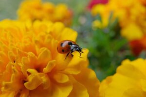 20 Garden Flowers That Will Fill Your Yard With Ladybugs and 7 That Won ...