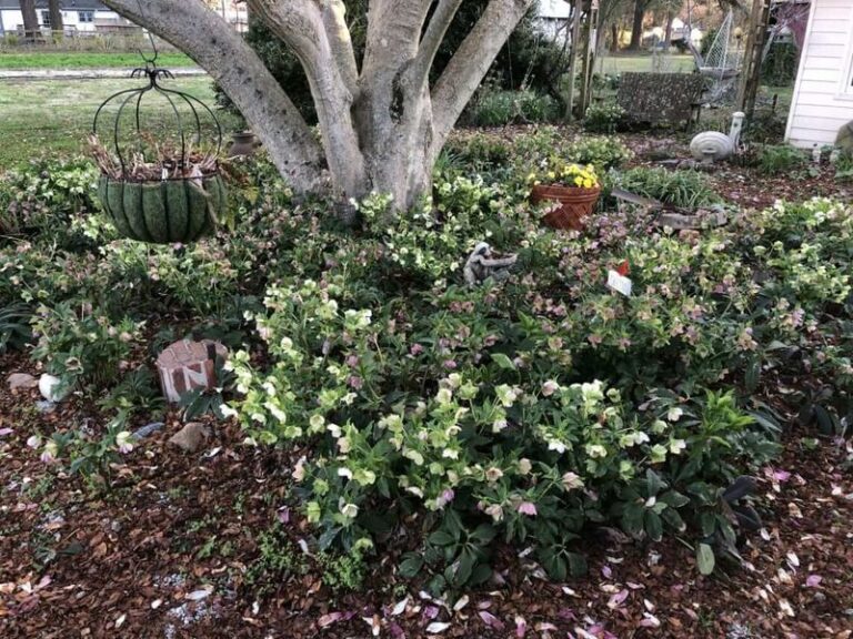 27 Easy-To-Grow Ground Cover Plants That Flourish Around Tree Roots ...