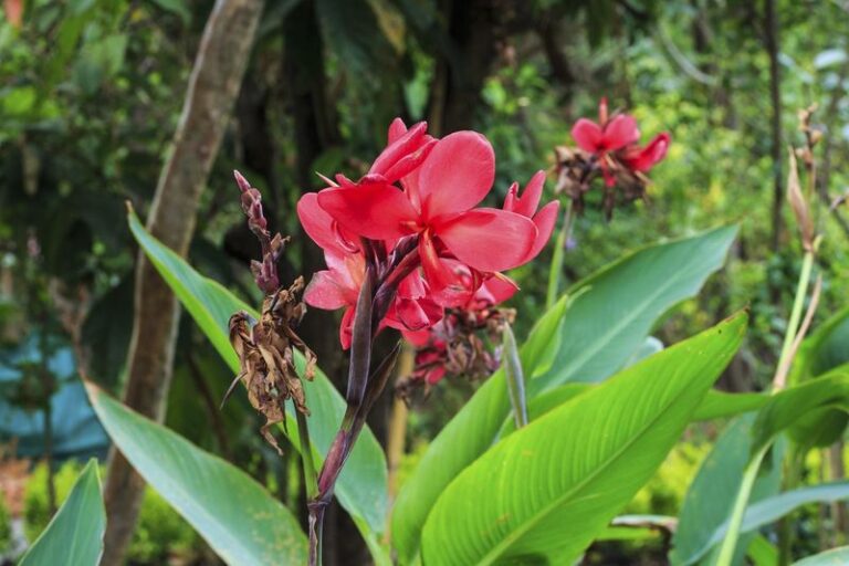 Canna Lily Care Made Easy: 15 Tips for Vibrant, Tropical Flowers ...