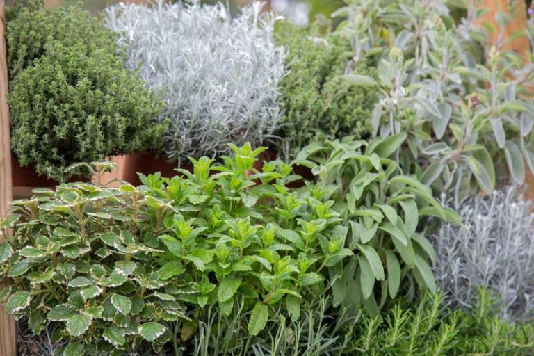 Best Homemade Soil Mixes for Raised Beds - Complete Gardening