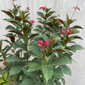 Bring Tropical Color to Your Garden This Spring: How to Grow and Care ...