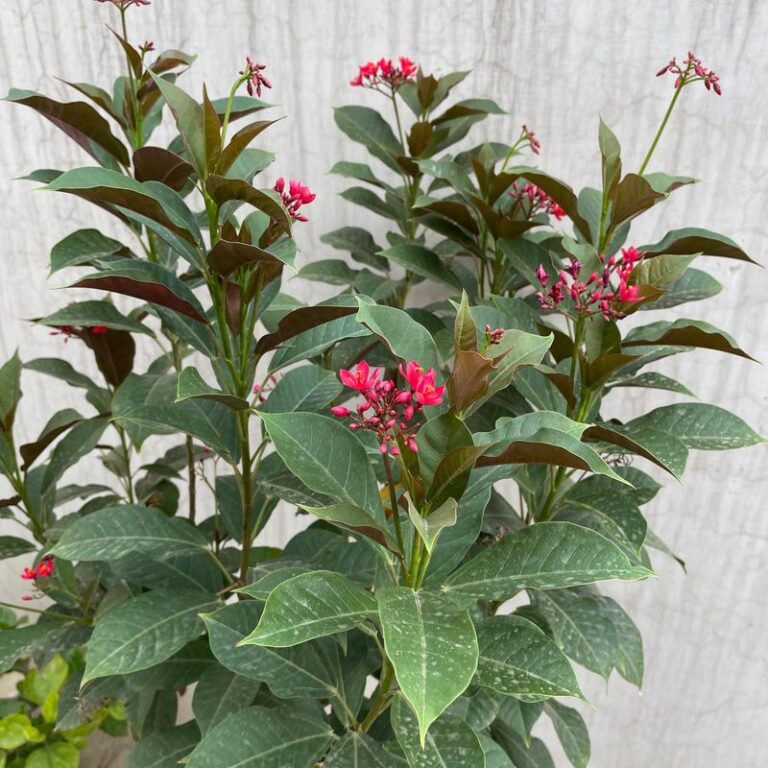Bring Tropical Color to Your Garden This Spring: How to Grow and Care ...
