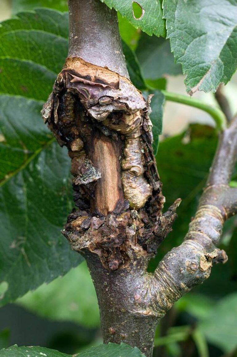 Apple Scab: How to Identify, Prevent, and Treat This Common Fruit Tree ...
