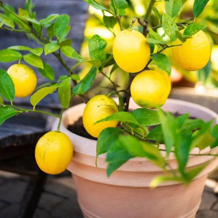 Fruit Trees for Small Yards: 12 Dwarf Varieties - Complete Gardening
