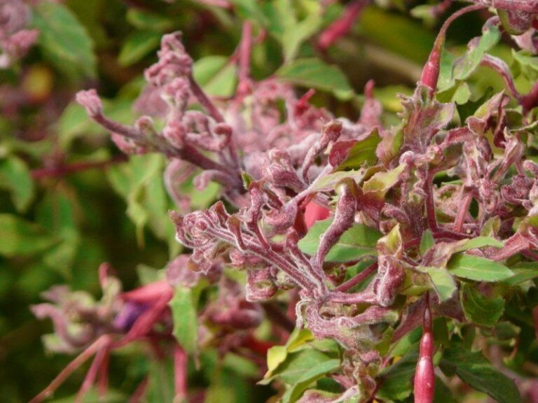 Common Fuchsia Plant Diseases (& How To Treat Them) - Complete Gardening