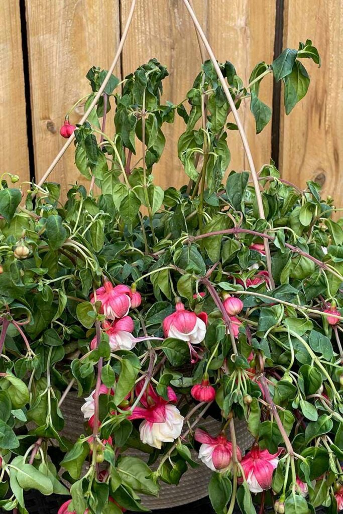 Common Fuchsia Plant Diseases (& How To Treat Them) - Complete Gardening