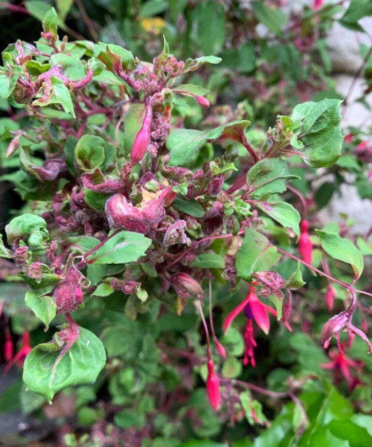 Common Fuchsia Plant Diseases (& How To Treat Them) - Complete Gardening